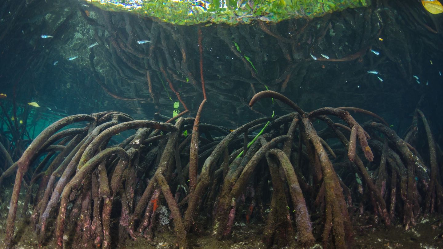 Nurturing Havens: The Vital Role of Fish Nurseries in Mangrove Forests ...